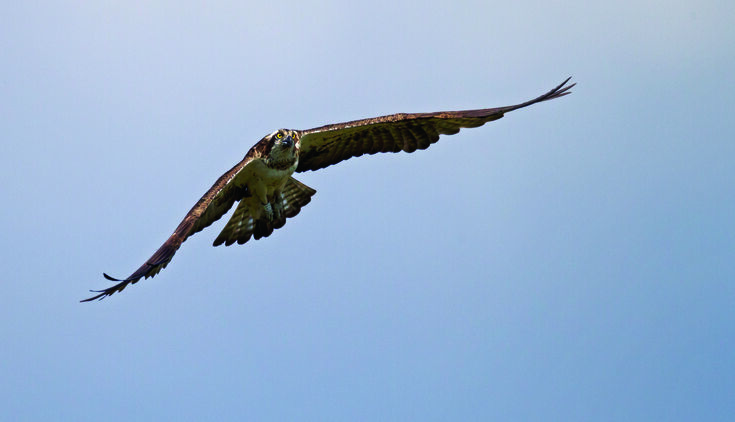Foulshaw Moss | Cumbria Wildlife Trust
