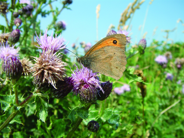 South Walney | Cumbria Wildlife Trust