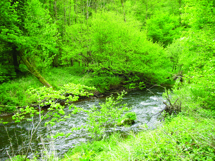 Wreay Woods | Cumbria Wildlife Trust