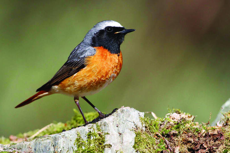 Argill Woods | Cumbria Wildlife Trust