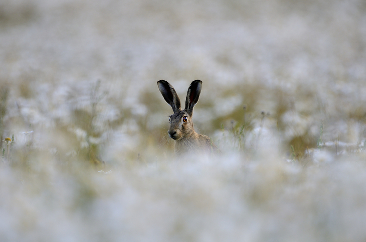 Hay meadow restoration project | Cumbria Wildlife Trust