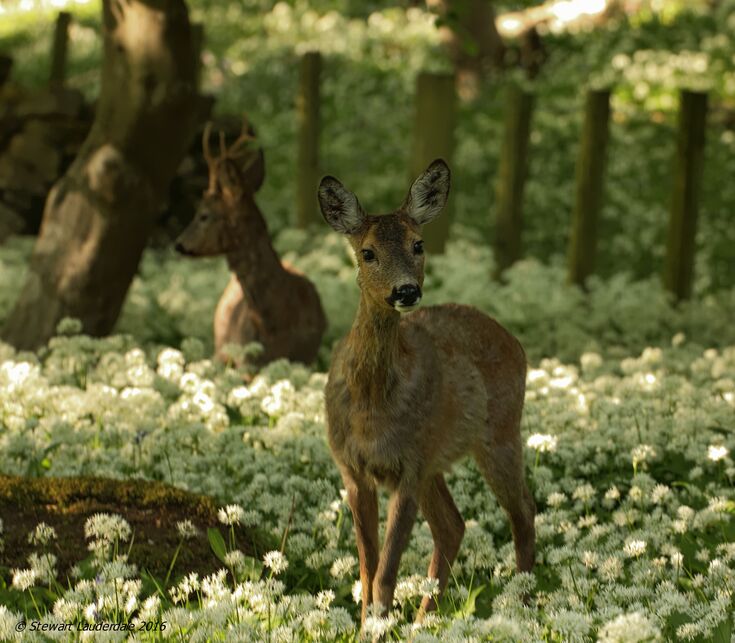 Night-time wildlife adventure | Cumbria Wildlife Trust
