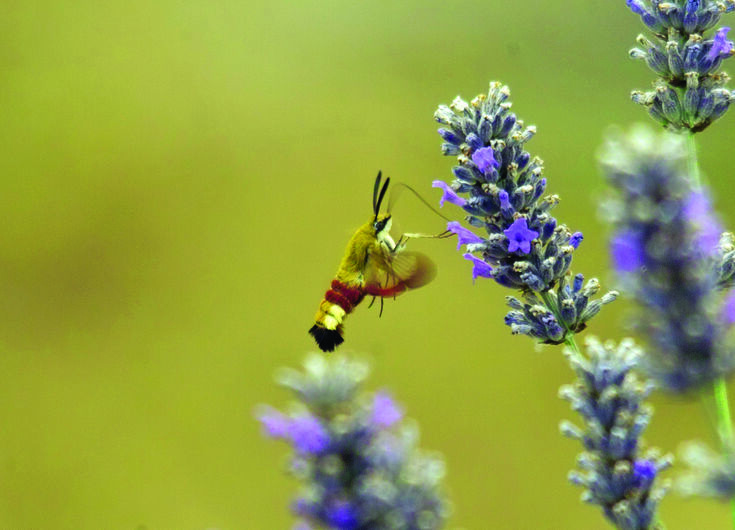 The magical world of moths | Cumbria Wildlife Trust