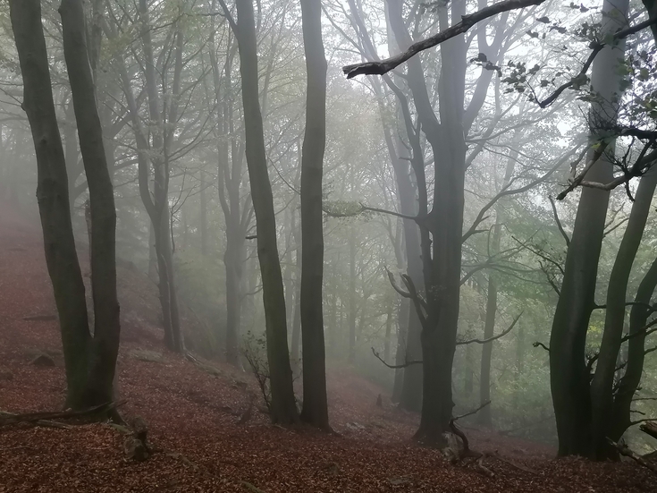 Lost rainforest discovery | Cumbria Wildlife Trust