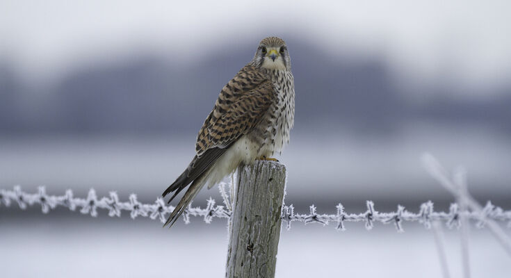 Birds of prey | Cumbria Wildlife Trust