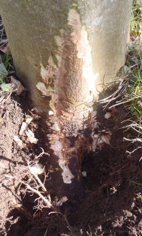 Ash dieback disease | Cumbria Wildlife Trust