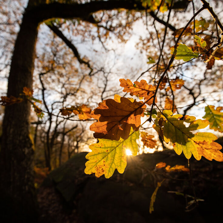 Planting trees create wilder skiddaw forest | Cumbria Wildlife Trust