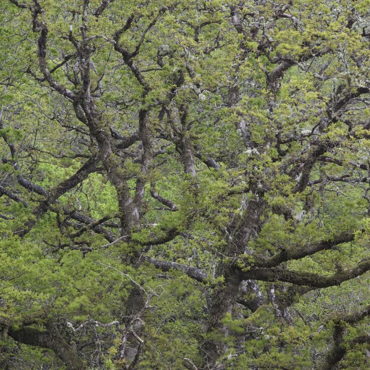 Planting trees create wilder skiddaw forest | Cumbria Wildlife Trust