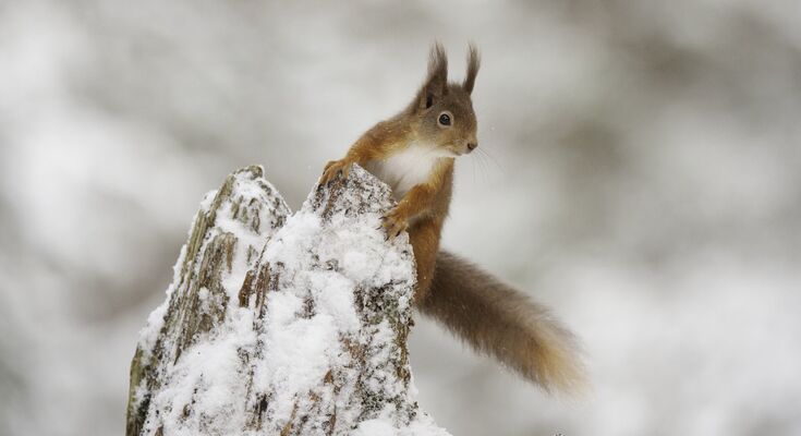 Saving red squirrels | Cumbria Wildlife Trust