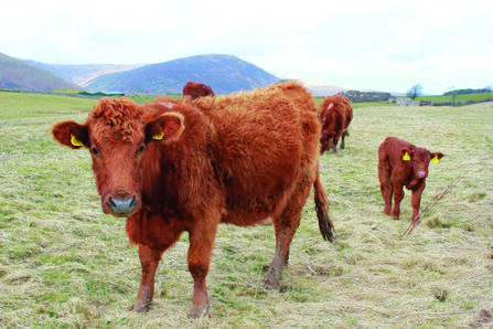 Eycott Hill | Cumbria Wildlife Trust