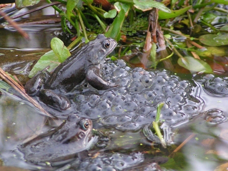 Leap frogging into spring! | Cumbria Wildlife Trust