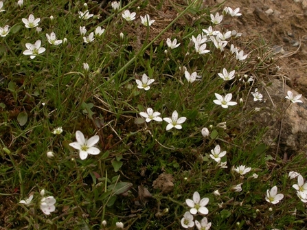 Clawthorpe Fell | Cumbria Wildlife Trust