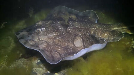 Surprising sea life | Cumbria Wildlife Trust
