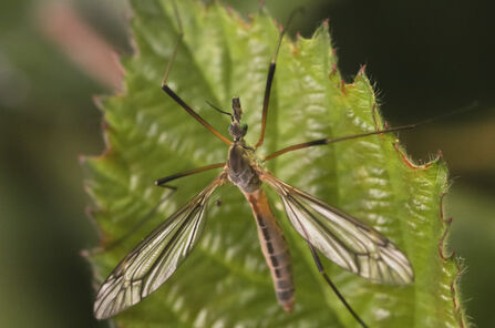 Long legs, short lives | The Cranefly | Cumbria Wildlife Trust