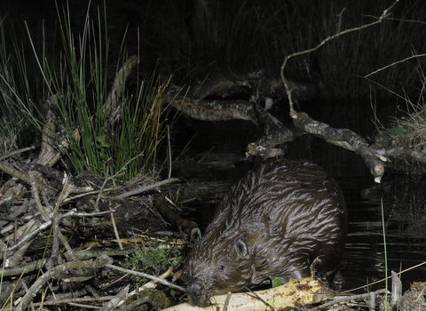 Cumbria Beaver Group | Cumbria Wildlife Trust