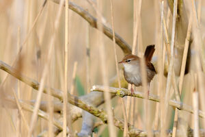 Warbler bird song identifier | Cumbria Wildlife Trust